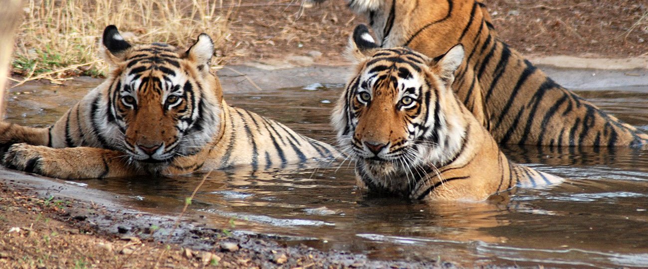 Sikkim Wildlife Tourism